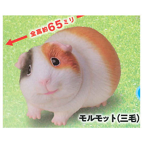 Gokuraku Handling Figure Animal Idol Edition Series Part.3 [3.Guinea p ...