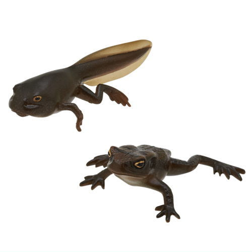 Nature Techni Colour MONO PLUS "Toad & Tree frog" Magnet & ball chain ...