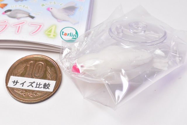 Java sparrow life Part.4 [3.White sparrow (wavy flight)] – toysantajp